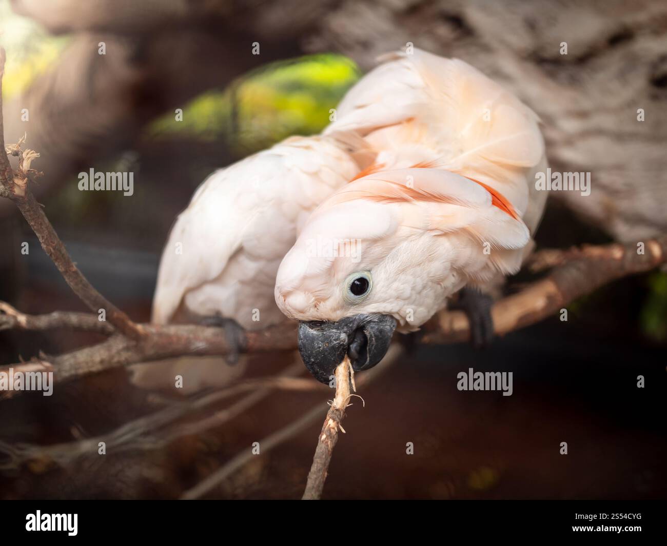 Closeup photo of white cockatoo parrot with beautiful plumage sitting ...