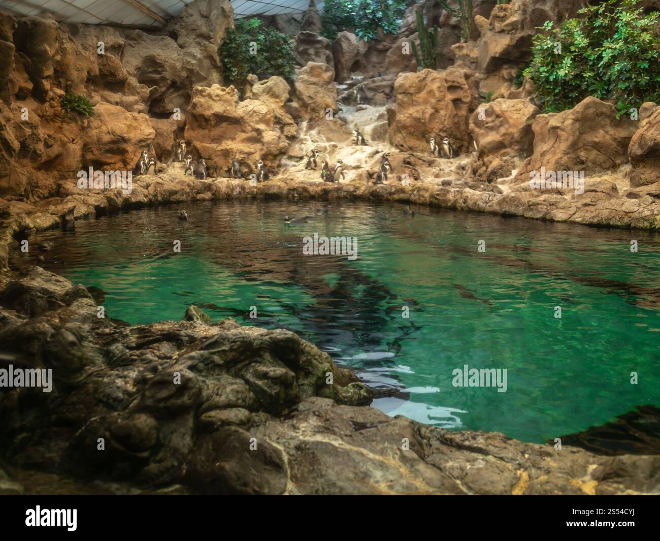 Photo of penguins sitting on the cliff near water pool in the zoo ...