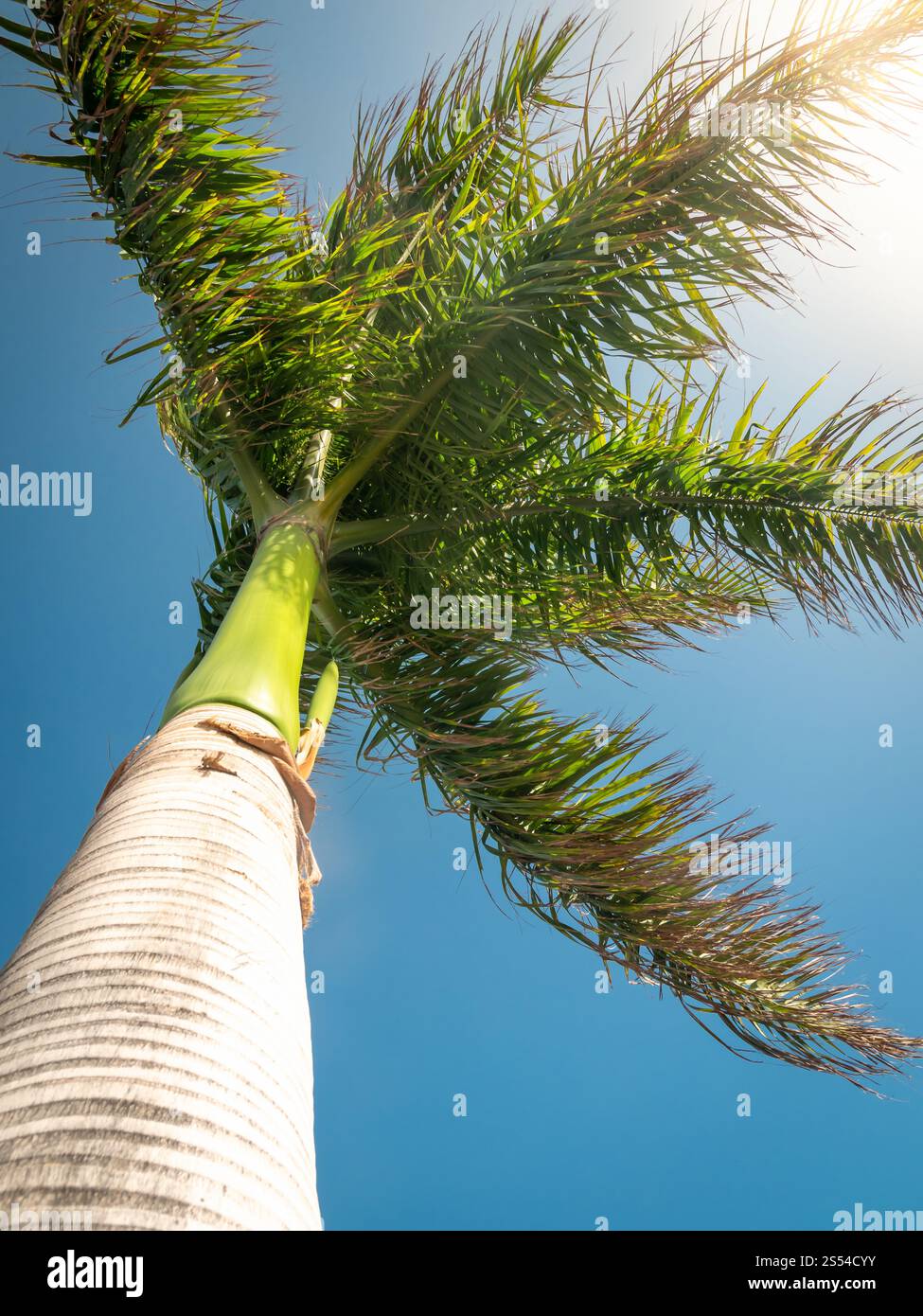 View from ground on high palm with long leaves under heavy wind against ...