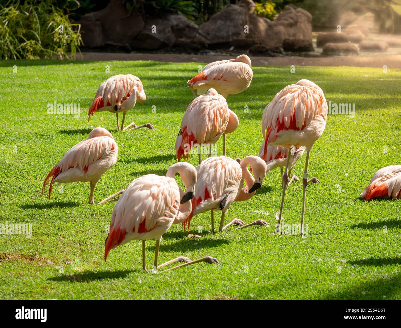 Beautiful photo of pink flaming birds flock on the fresh green grass ...