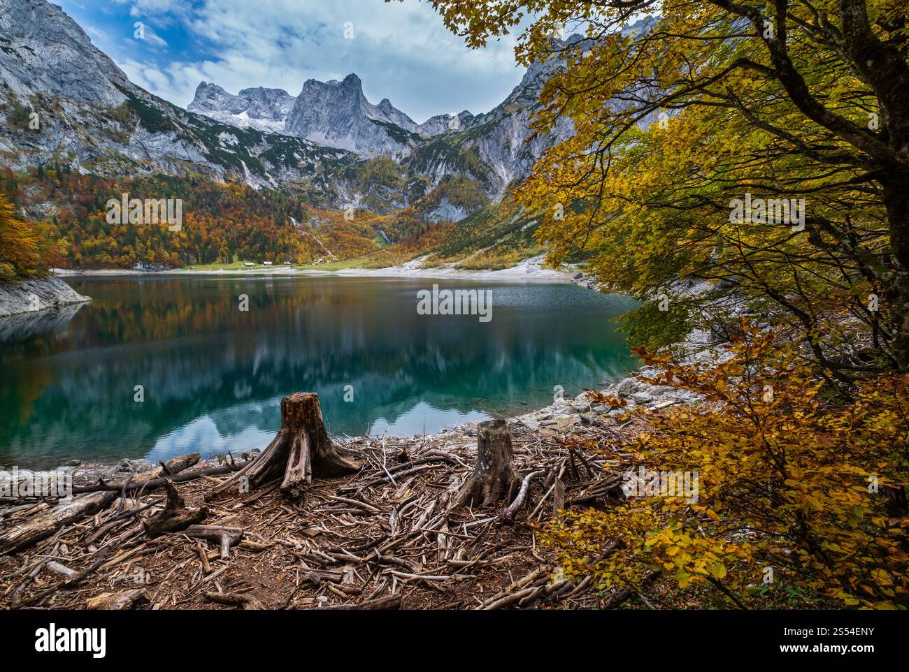 Tree stumps after deforestation near Hinterer Gosausee lake, Upper ...