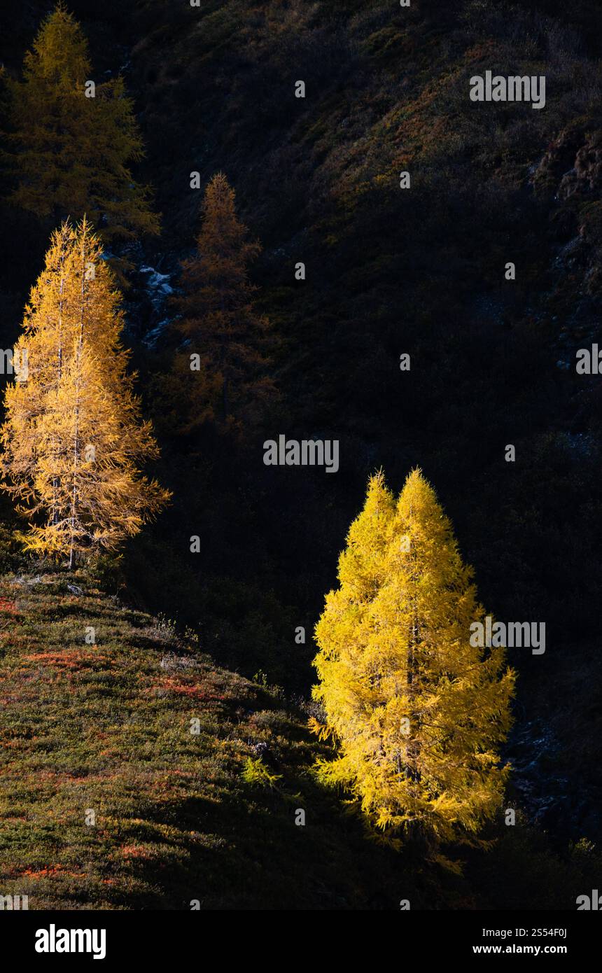 Autumn colorful larch trees in sunlight on background of dark hills in ...