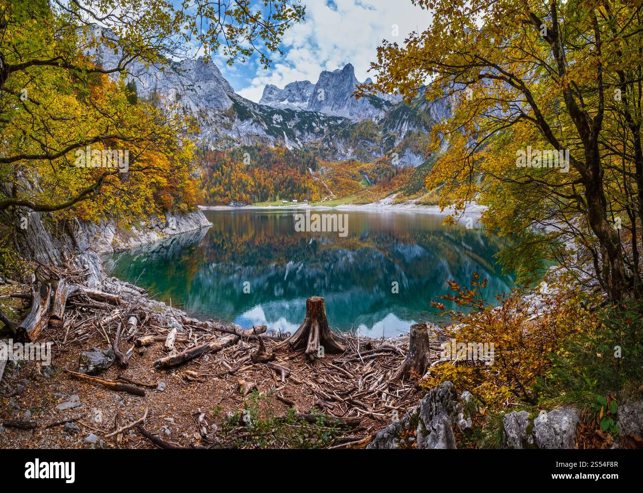 Tree stumps after deforestation near Hinterer Gosausee lake, Upper ...