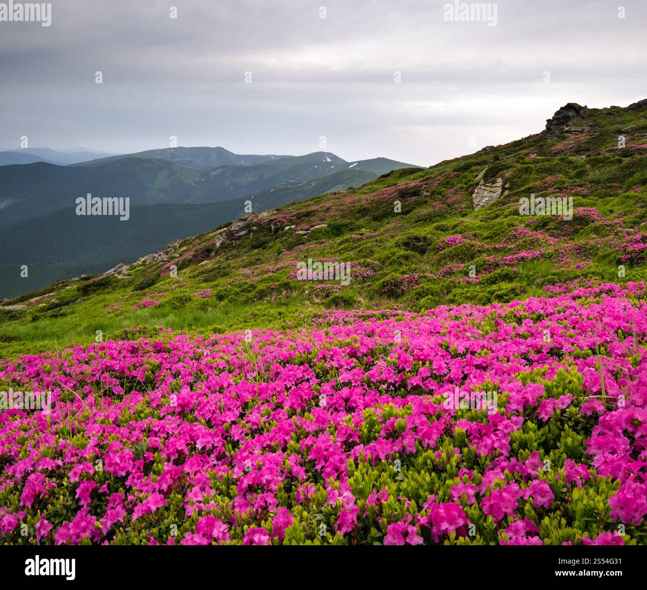 Pink rose rhododendron flowers (in front) on summer mountain ridge ...