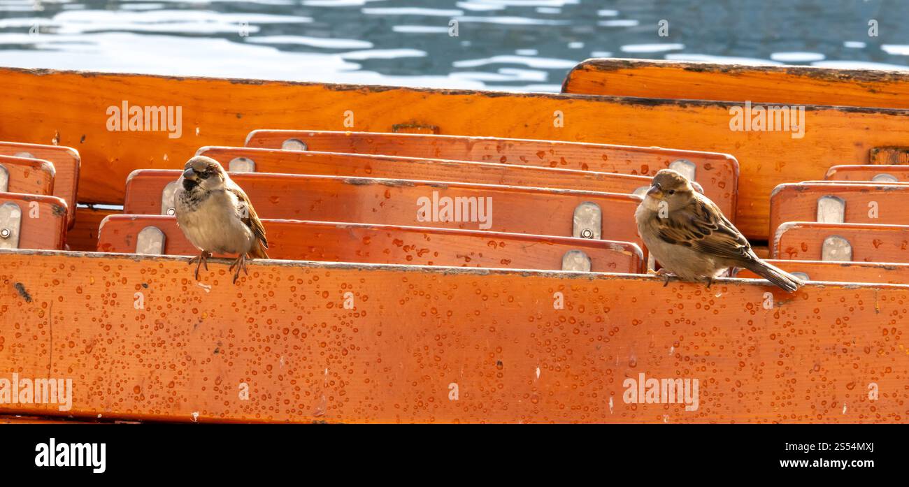 Small creatures in nature hi-res stock photography and images - Alamy