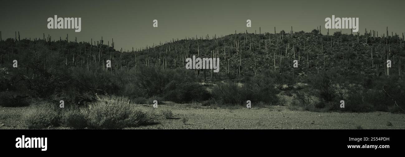 A stunning sepia-toned photograph of Tucson, Arizona, captures a ...