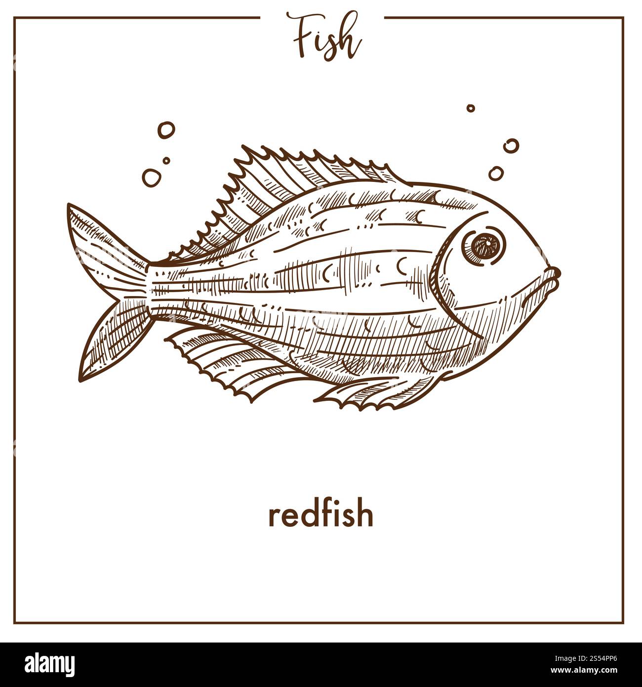 Redfish sketch fish icon. Vector isolated snapper or grouper redfish ...