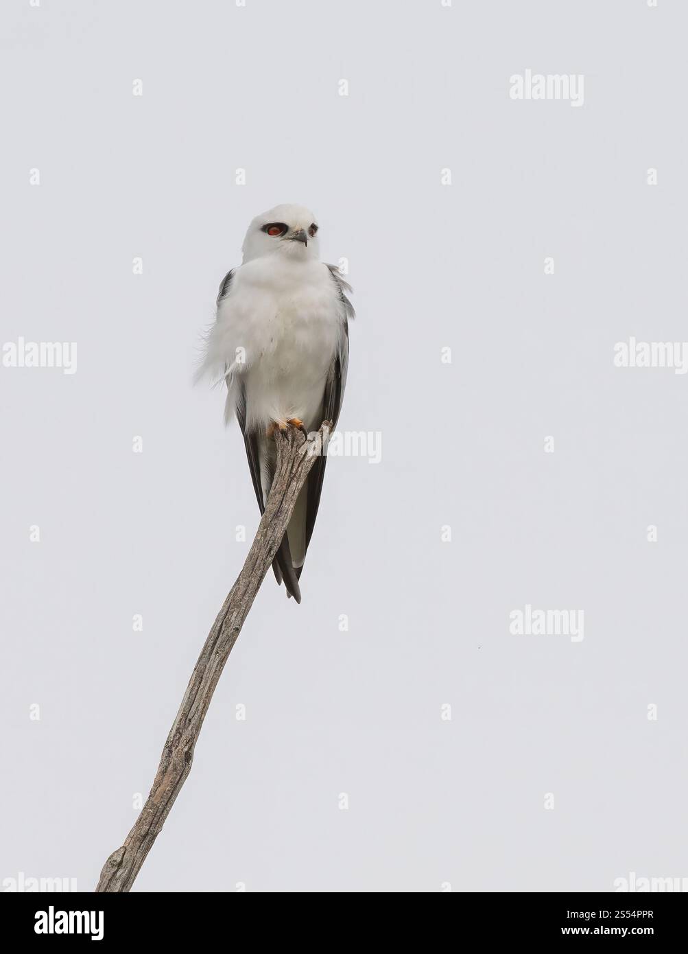 Black shouldered kite (Elanus caeruleus) perching on a dead tree look ...