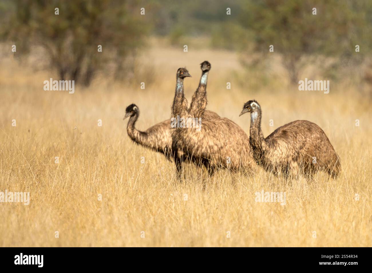 Emus (Dromaius novaehollandiae) selected focus in the wild, the Emu is ...