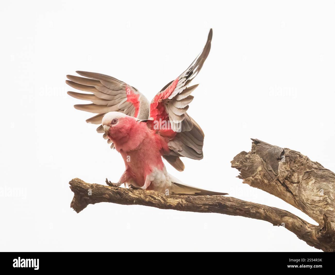 The galah cockatoo, Eolophus roseicapilla, known as the rose-breasted ...