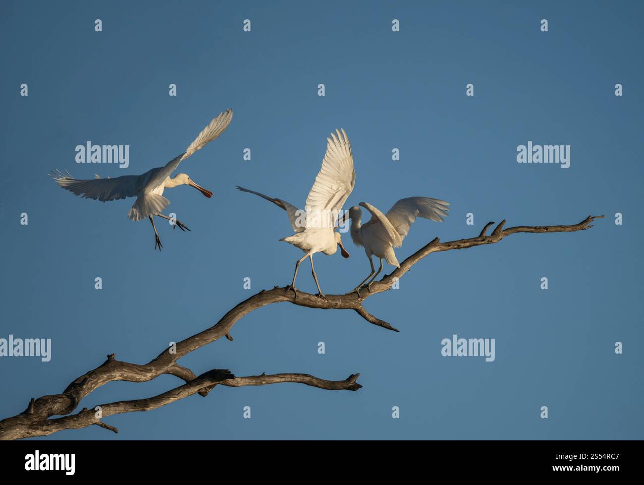 The yellow-billed spoonbill (Platalea flavipes) is a large, white ...