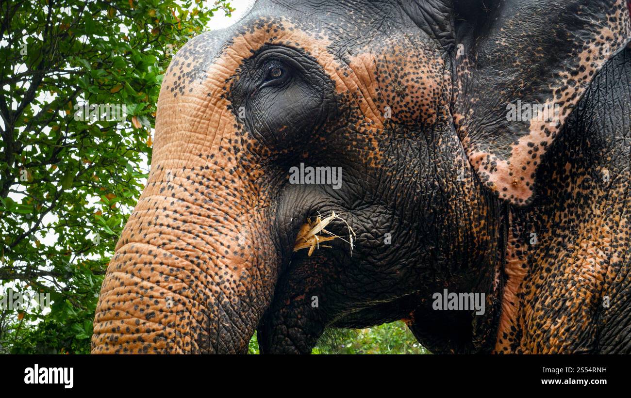 Closeup image of adult indian elephant eating tree branches and leaves ...