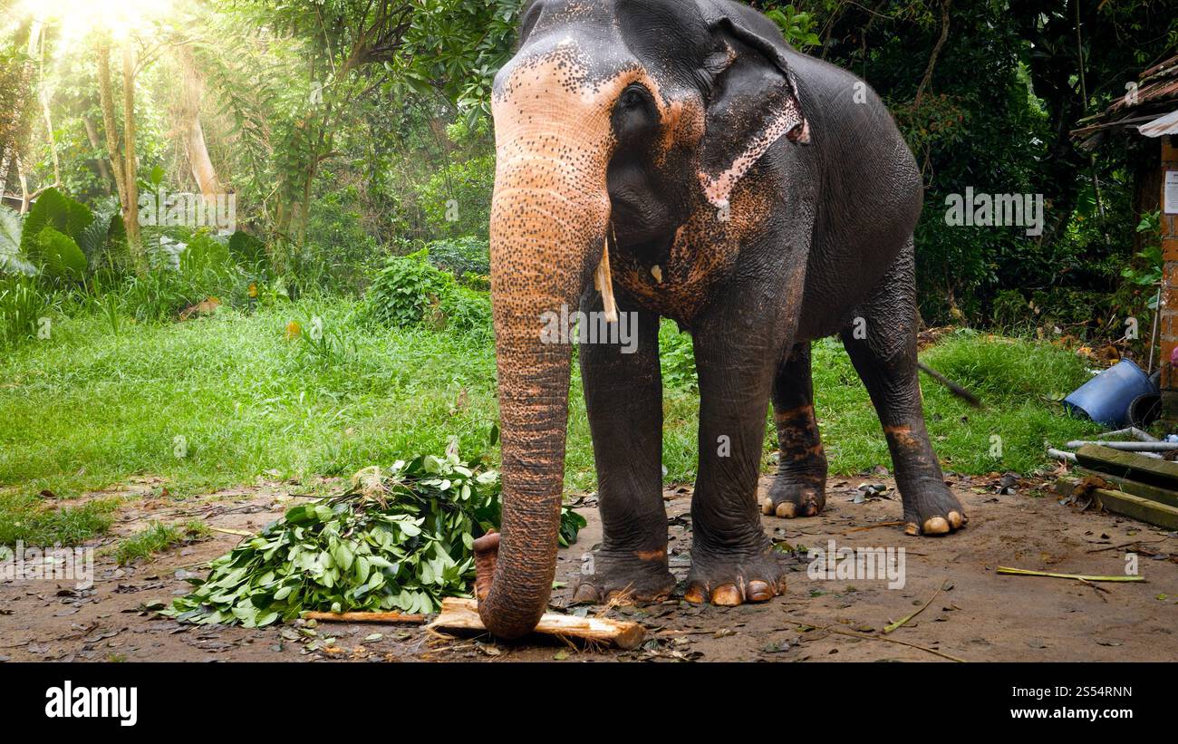 Photo of adult elephant tearing and eating leaves off the tree branch ...