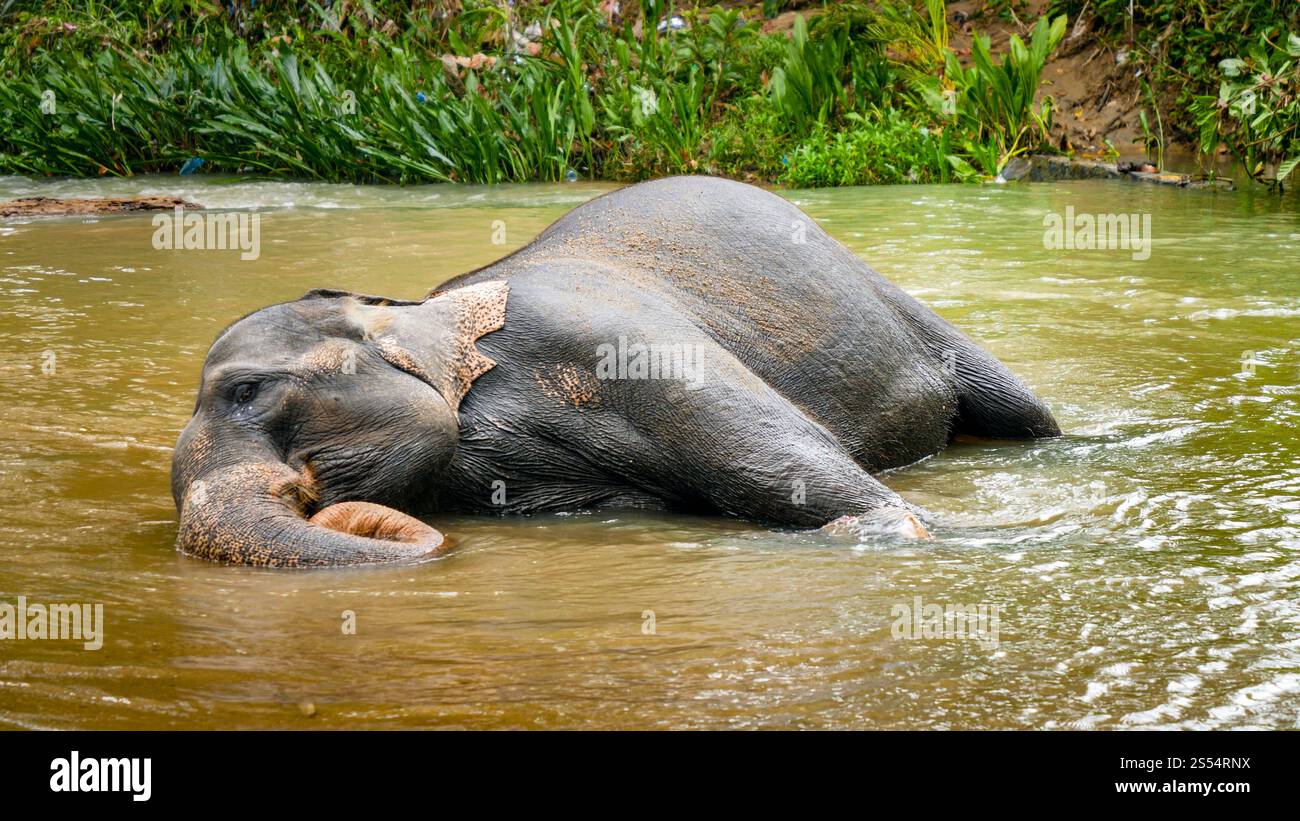 Happy elephant lying in small river in national park and enjoying ...