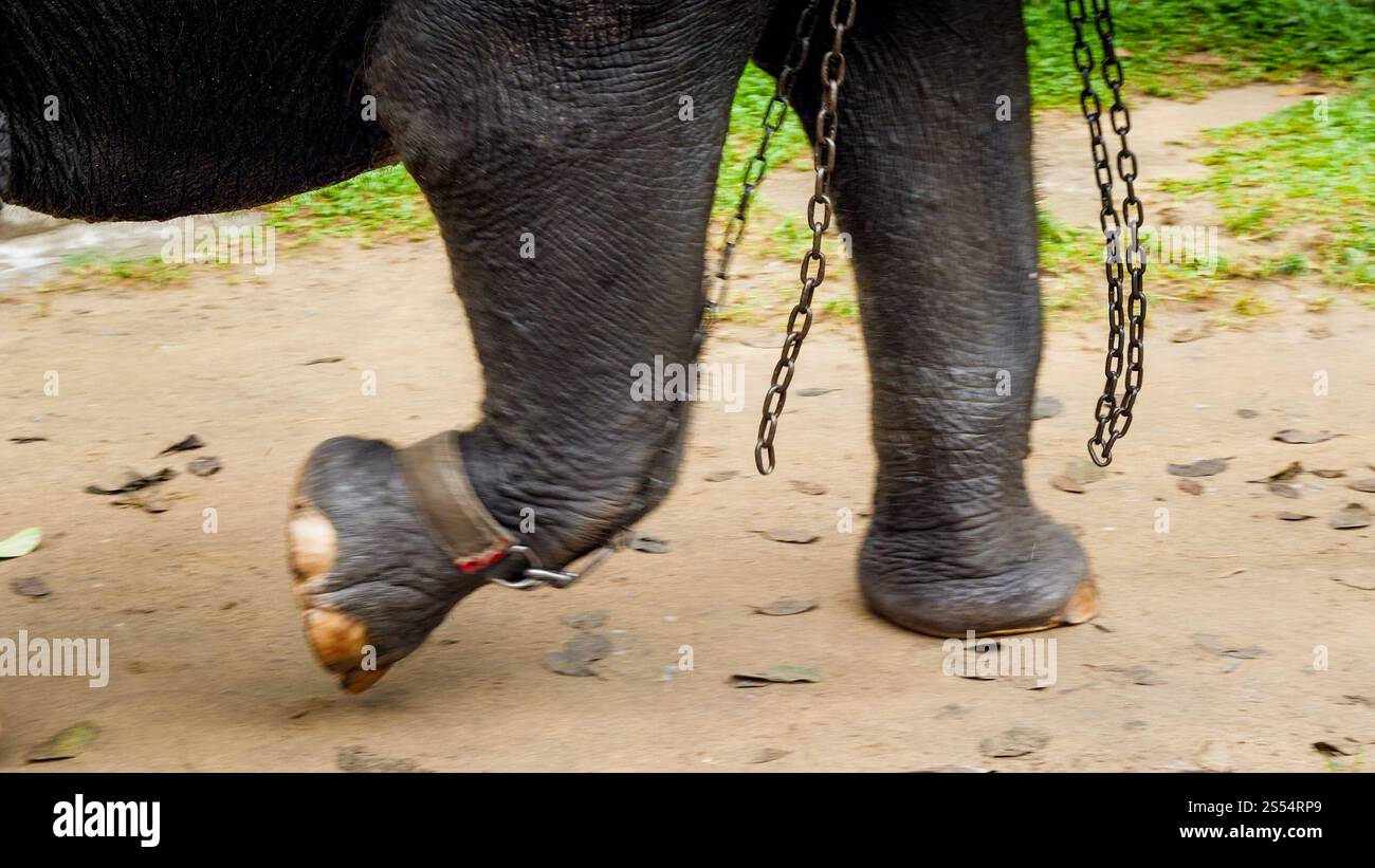Closeup photo of metal chains locked on elephant legs in zoo. Concept ...