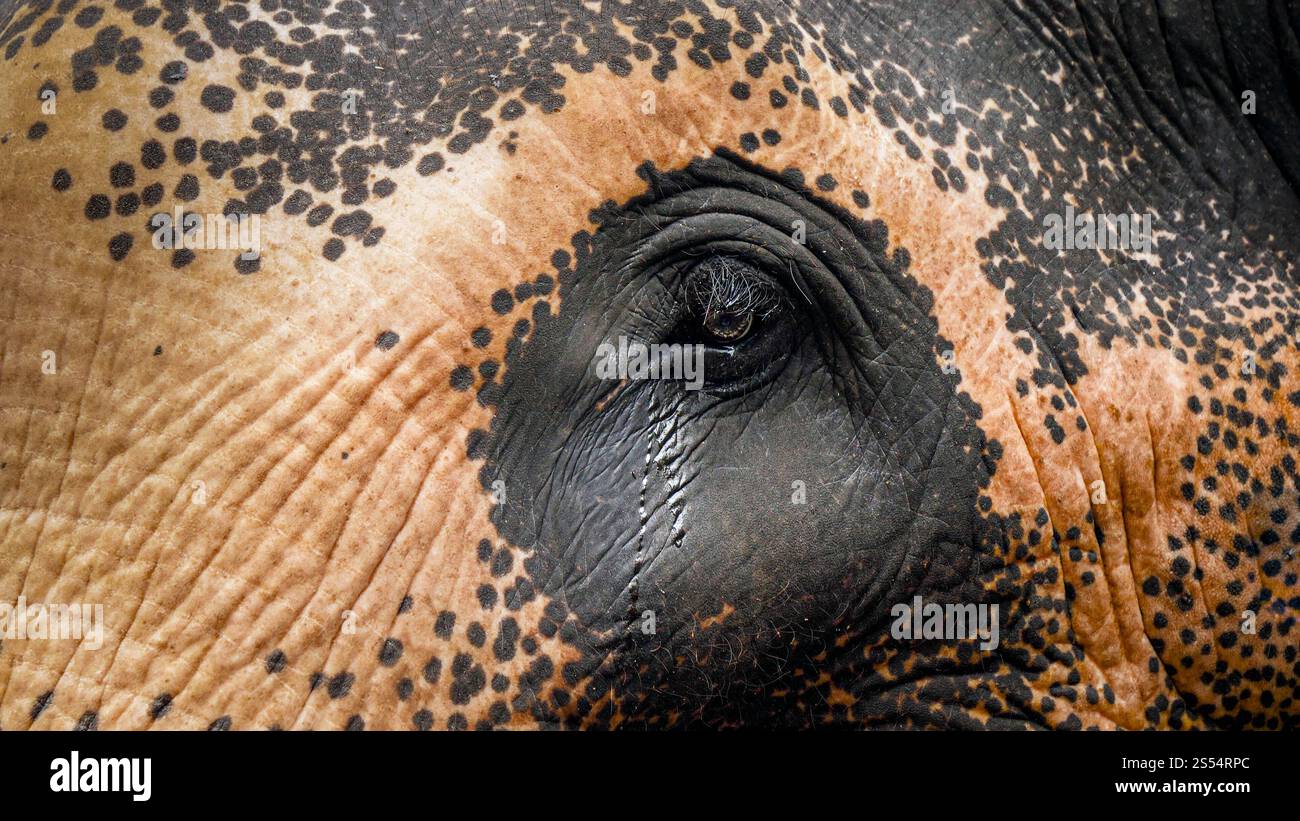 Closeup photo of indina elephant crying. Tears falling from animal eyes. Closeup image of indina ...