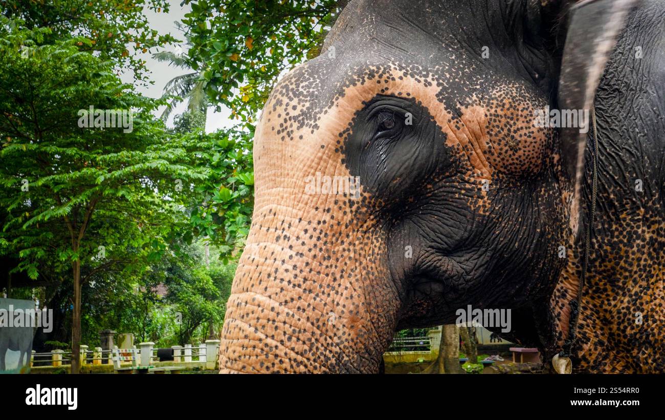 Photo of adult indian elephant head against tropical rainforest jungle ...
