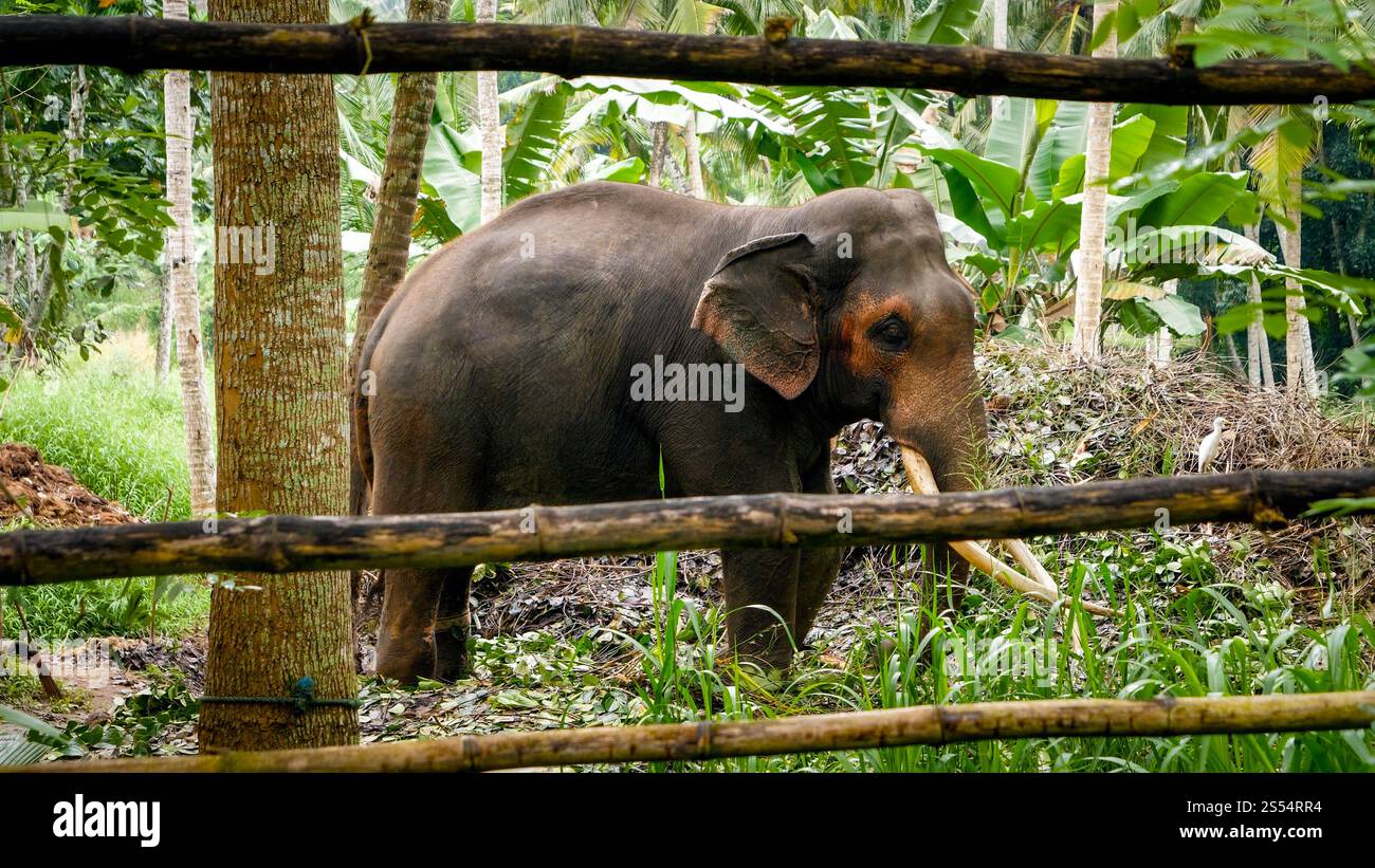Old indian elephant behind wooden fence on farm in asian village. Sad ...