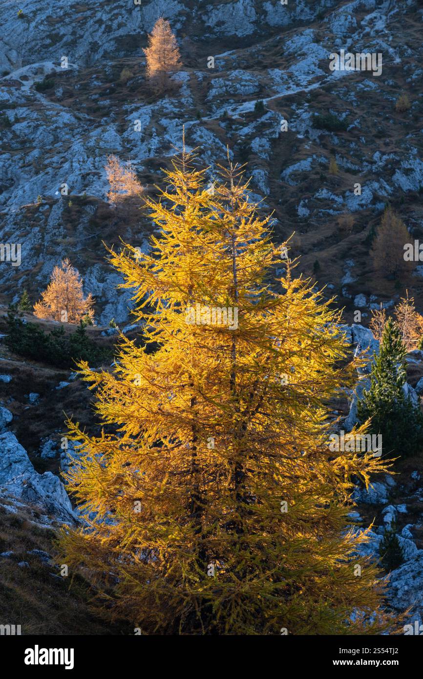 Autumn larch trees in first morning sunlight on dark slope in shadow ...