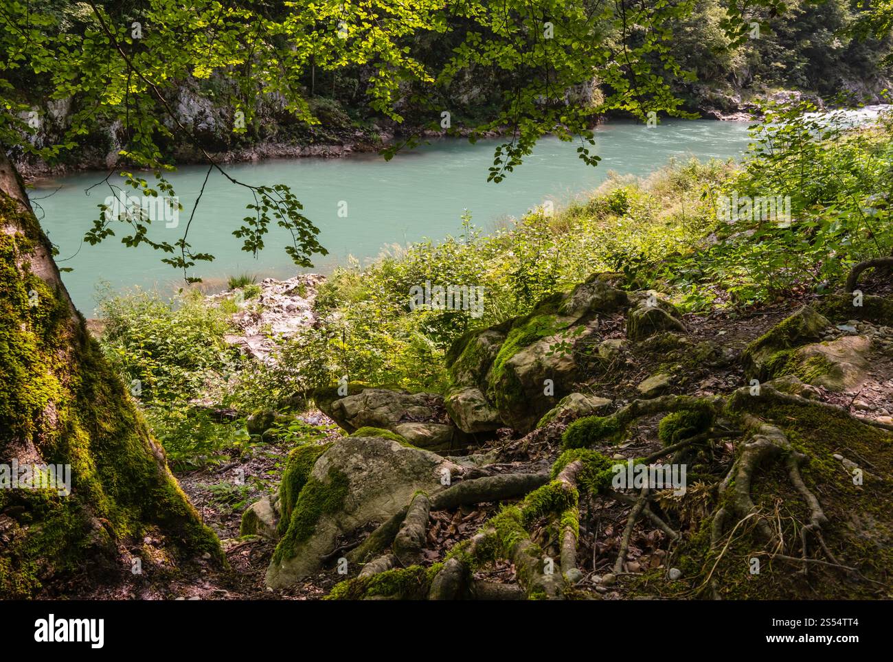 River at the bottom of Tara Canyon (Montenegro), summer landscape with ...