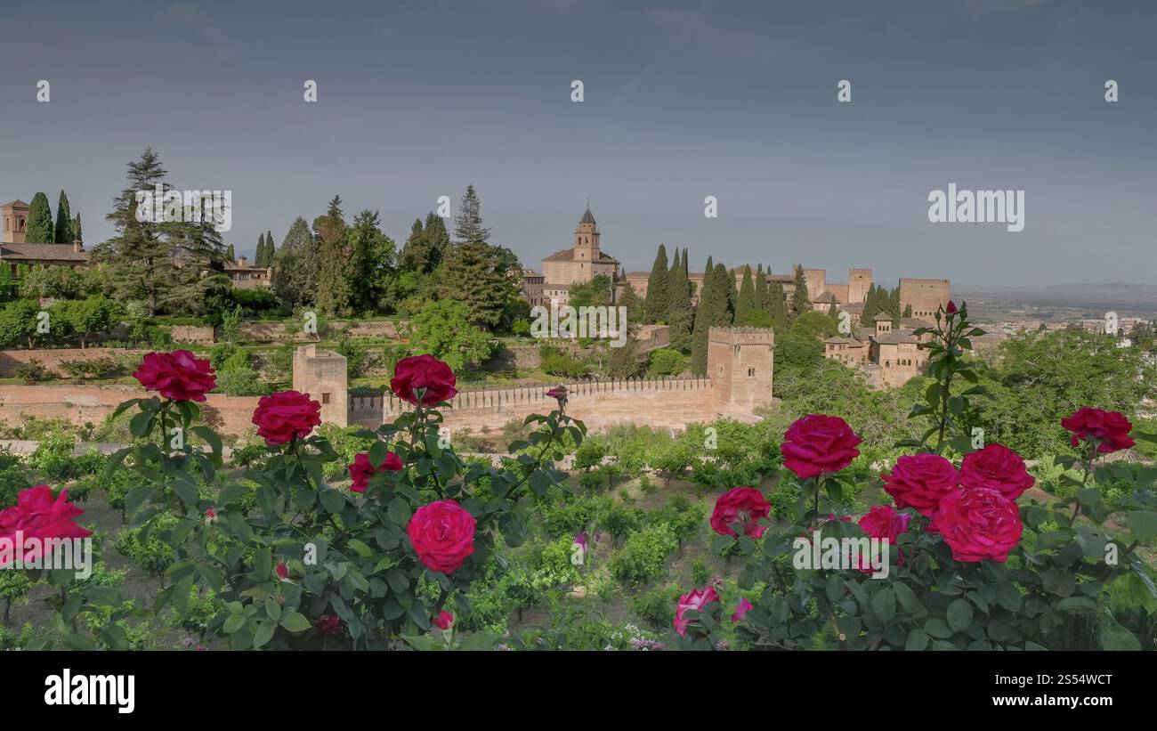red roses in the lower garden of the generalife section of alhambra ...
