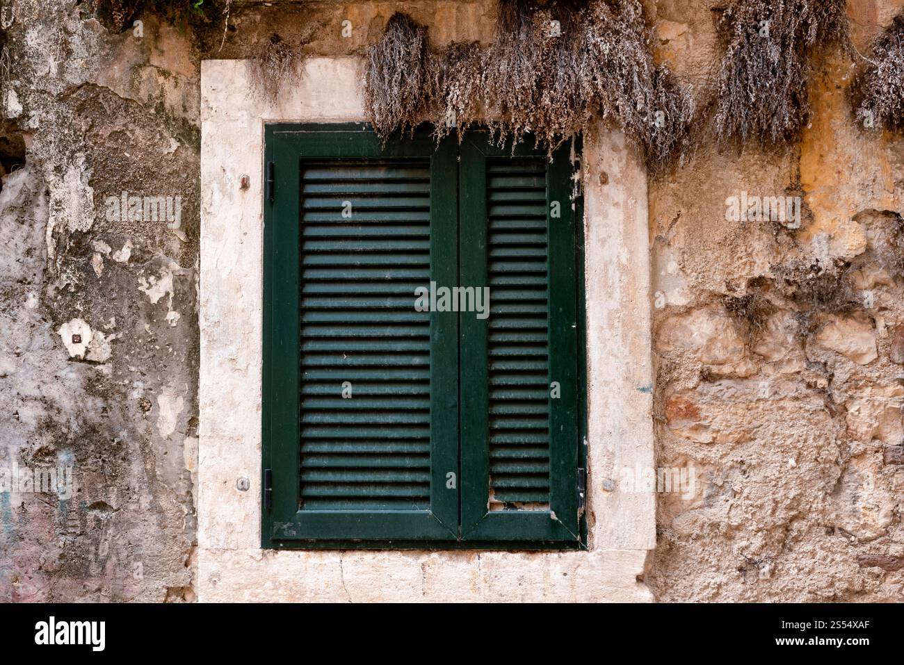Dusty windows with dried plants on top of unoccupied house Stock Photo ...