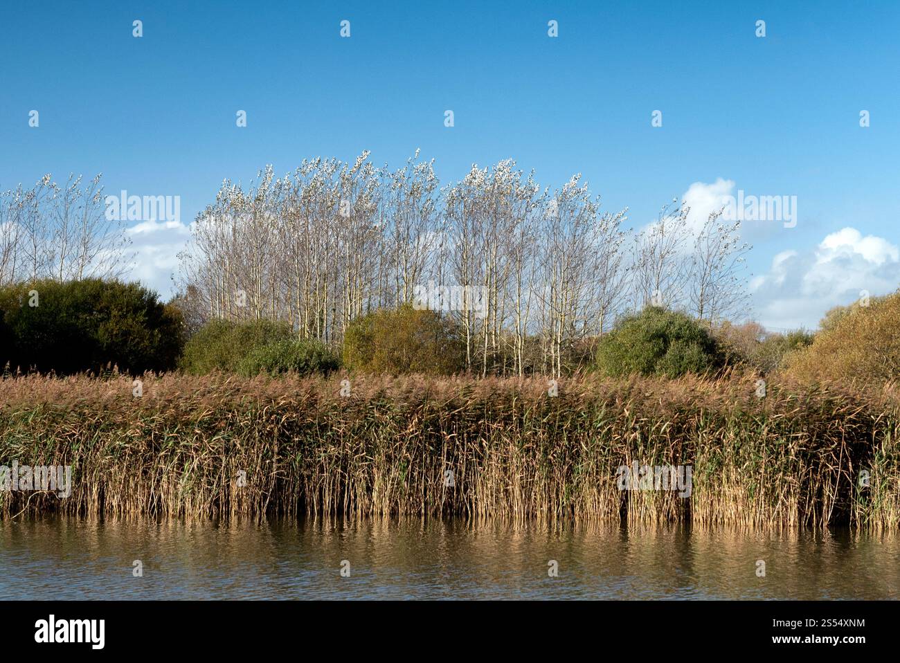 Reed beds reed bed hi-res stock photography and images - Alamy
