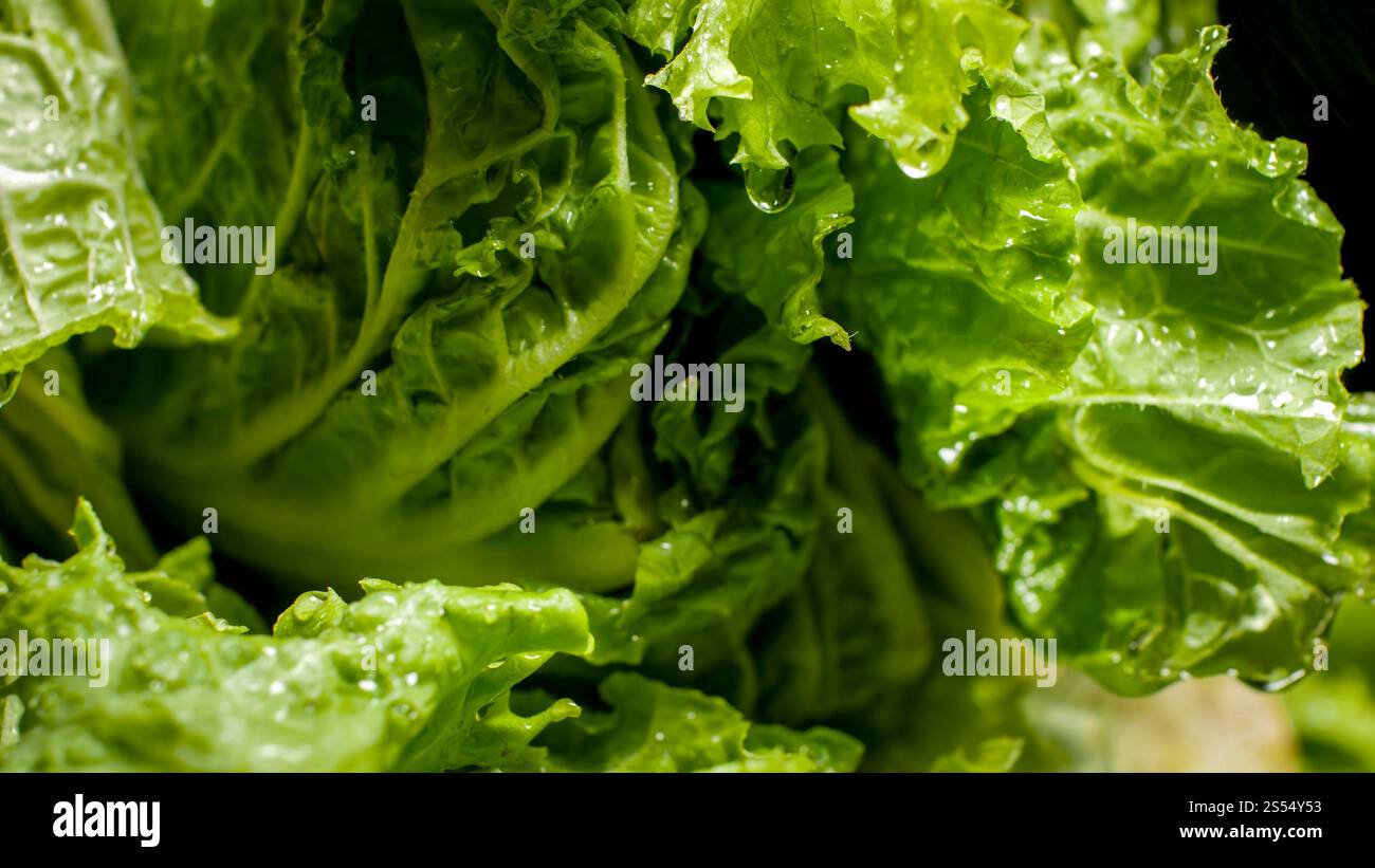 Closeup photo of water droplets falling from washed fresh lettuce ...