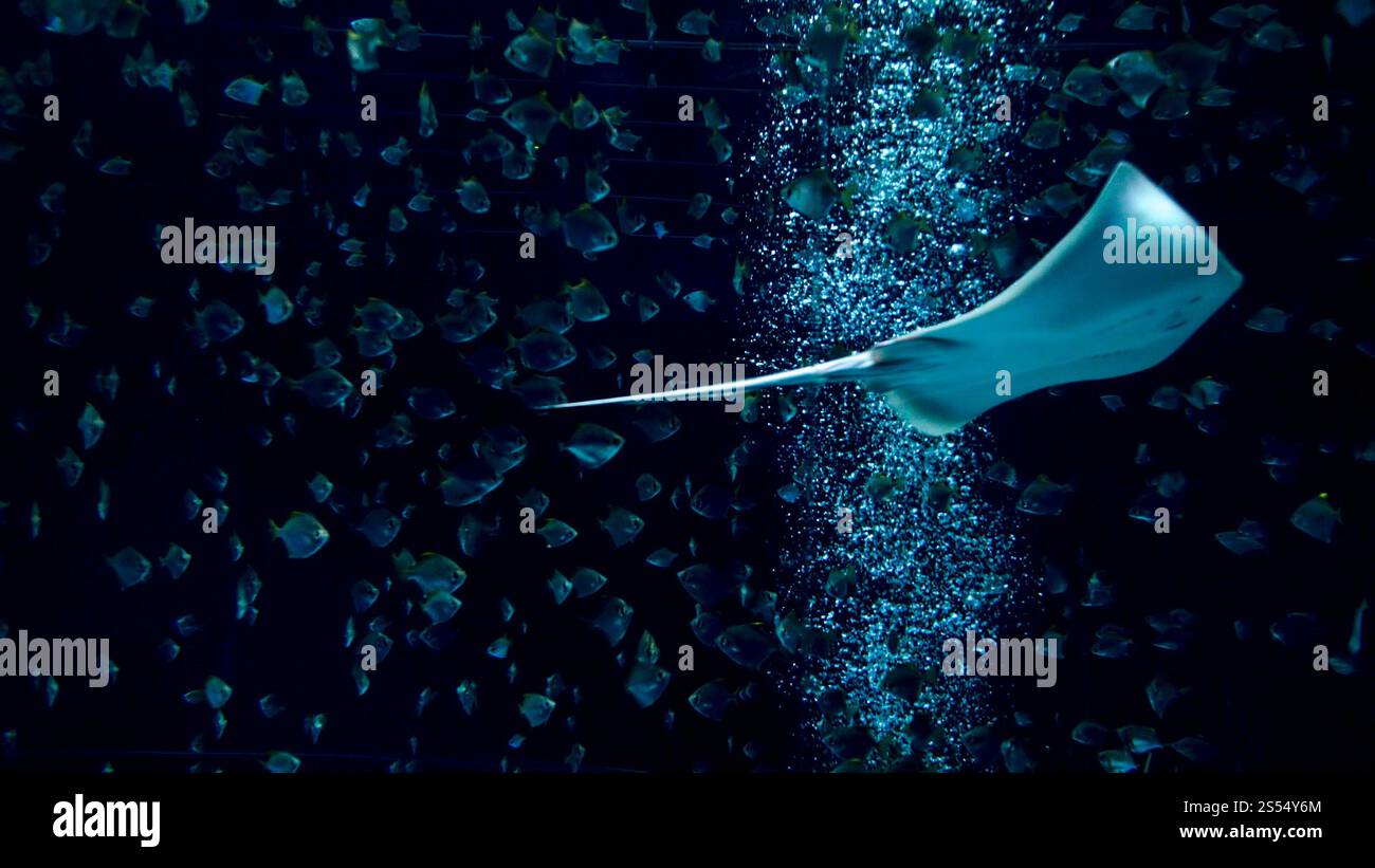 Underwater image of big ray swimming next to big school of fishes in ...