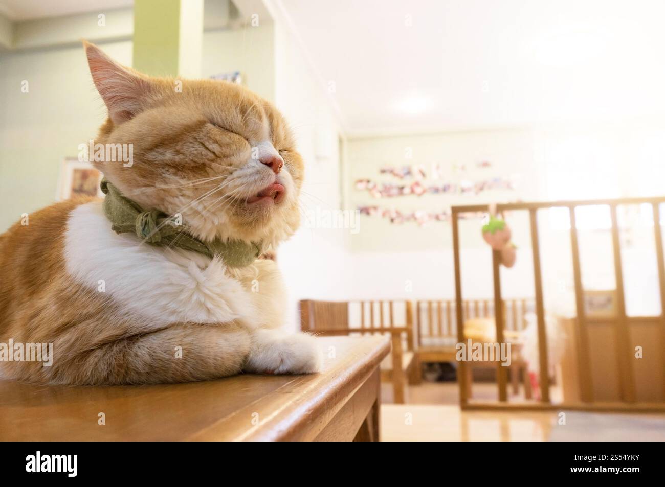 Indoor tabby cat laying hi-res stock photography and images - Alamy