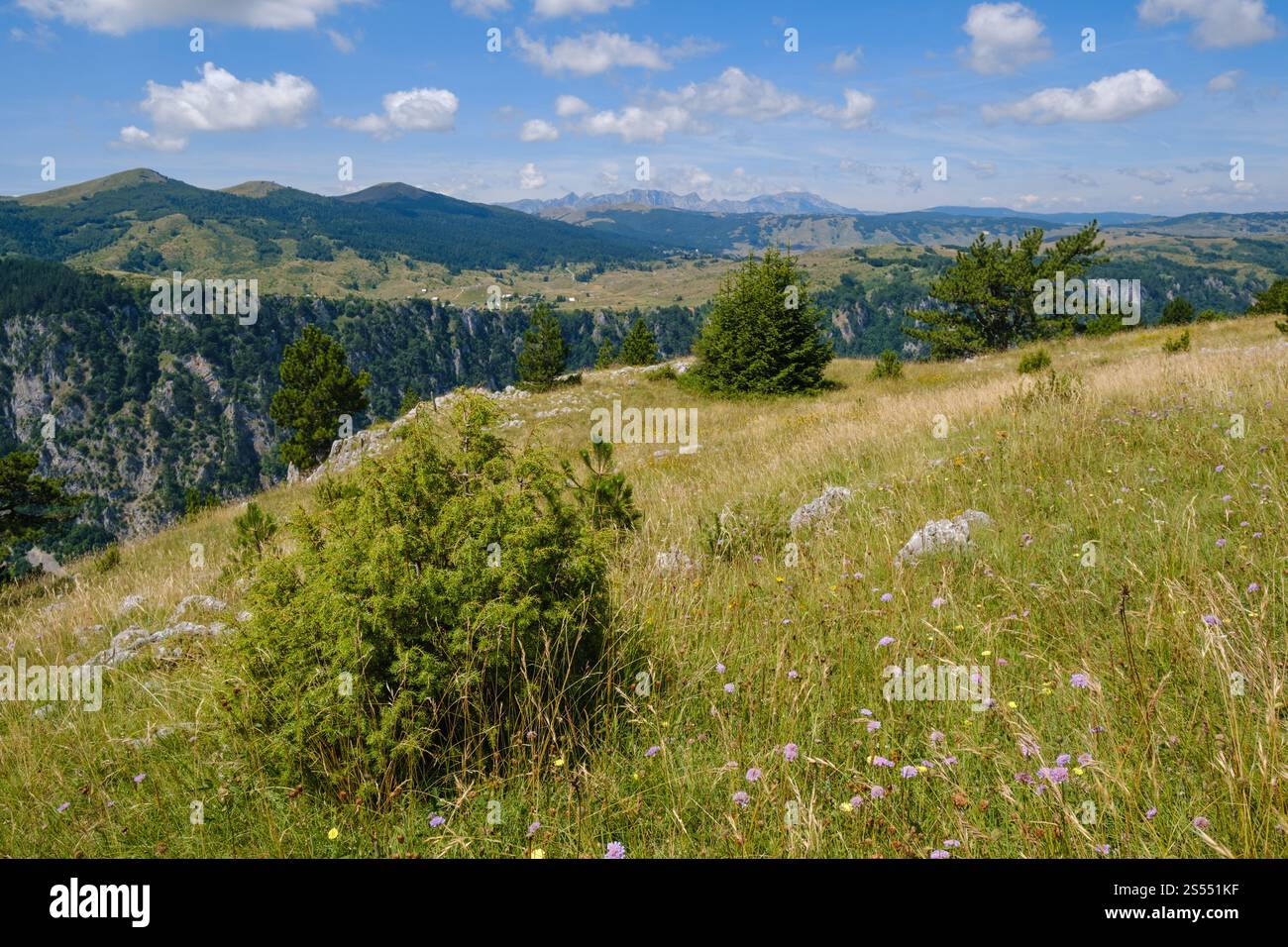 Picturesque summer mountain landscape of Tara Canyon in mountain ...