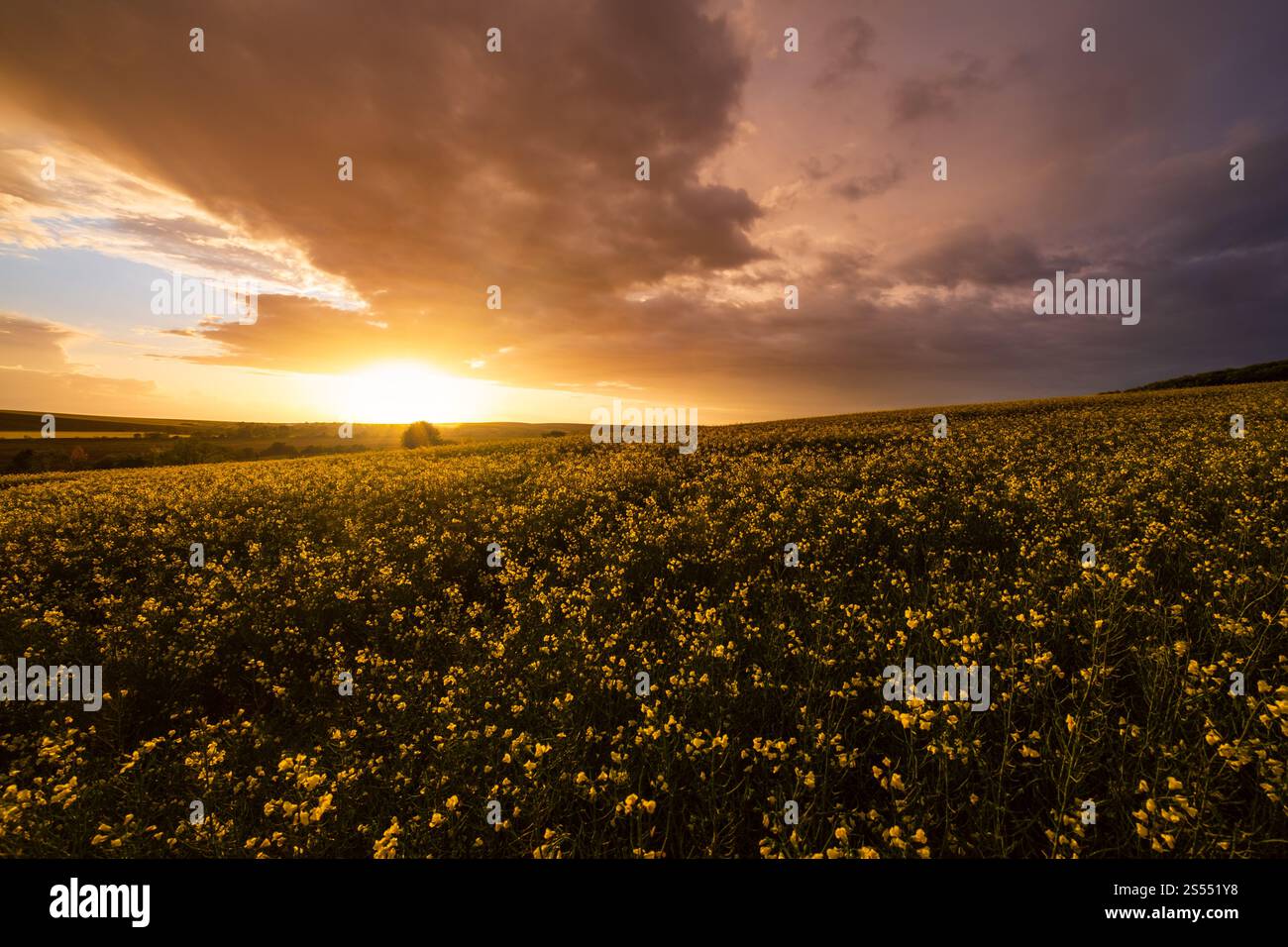 Spring rapeseed yellow fields, cloudy sunset evening sky, rural hills ...