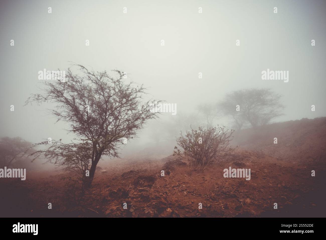 Trees in the fog, Fogo Island, Cape Verde, Africa. Trees in the fog ...