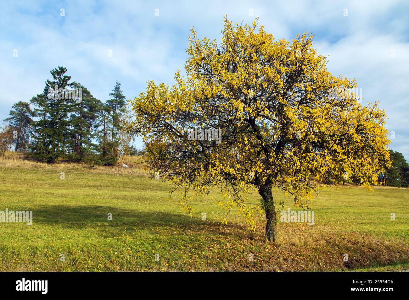 Plum tree autumn hi-res stock photography and images - Alamy