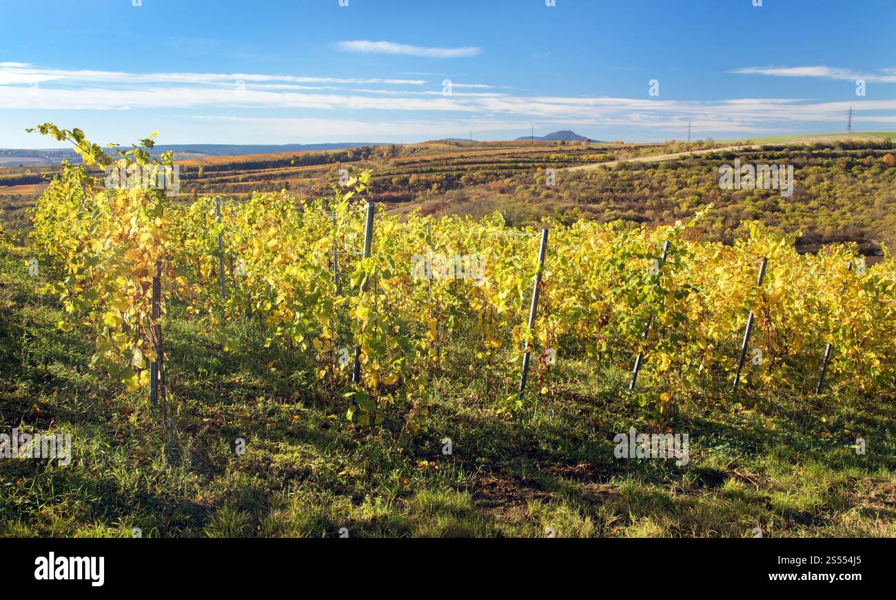 vineyard, autumn in the vineyard, yellow coloured vine plants, South ...