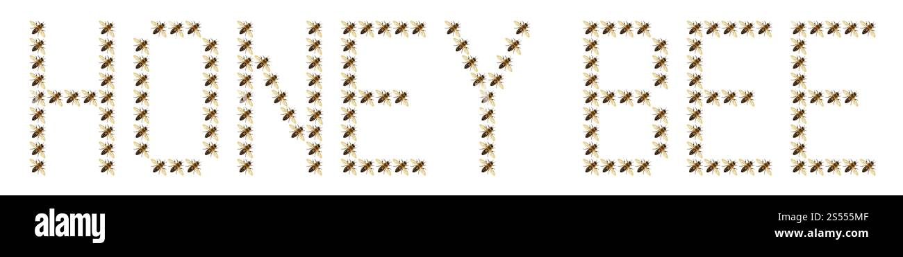 Honeybee latin apis mellifera Cut Out Stock Images & Pictures - Alamy