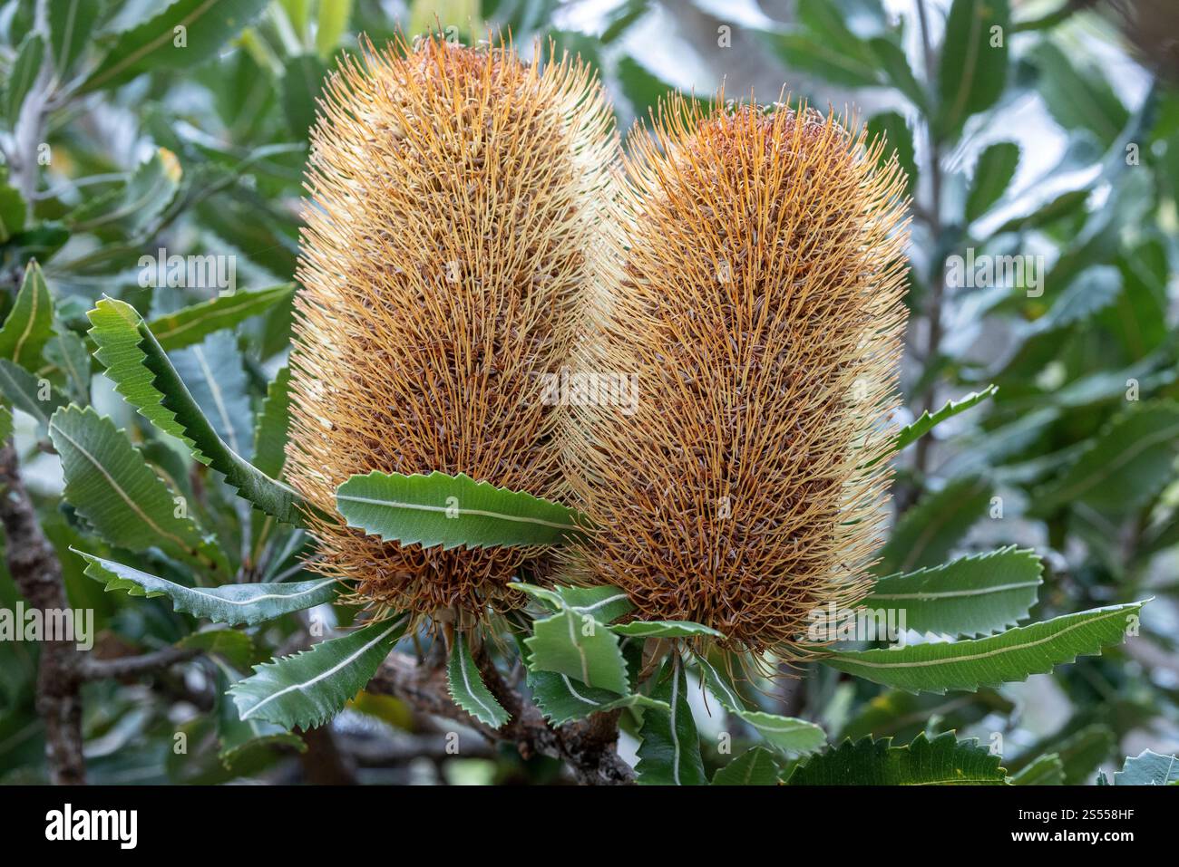 Old man banksia tree hi-res stock photography and images - Alamy