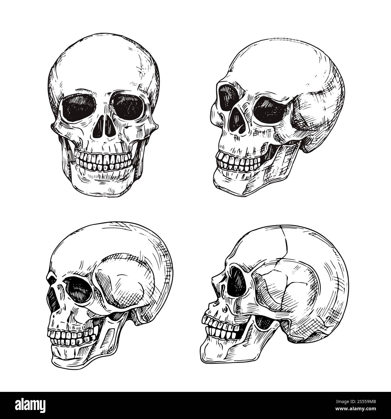 Human skull. Hand drawn skulls. Sketch vintage death tattoo vector ...