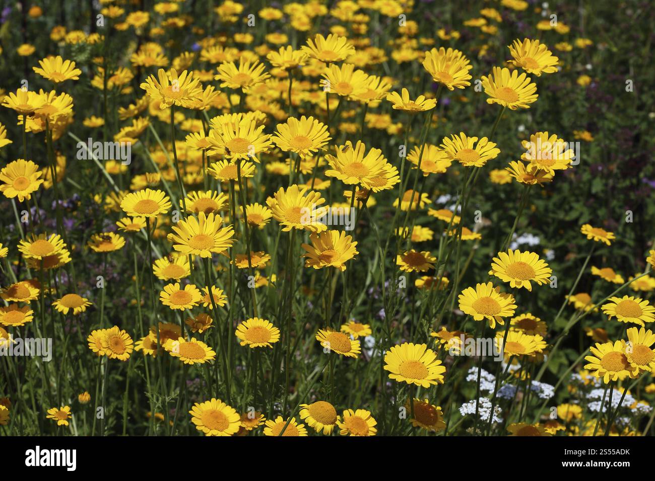 Anthemis tinctoria, dyer's chamomile, Golden Marguerite Stock Photo - Alamy