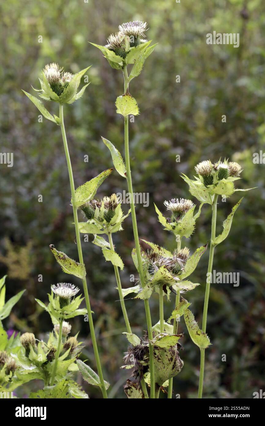 Cabbage thistle, Cirsium oleraceum, cabbage thistle Stock Photo - Alamy
