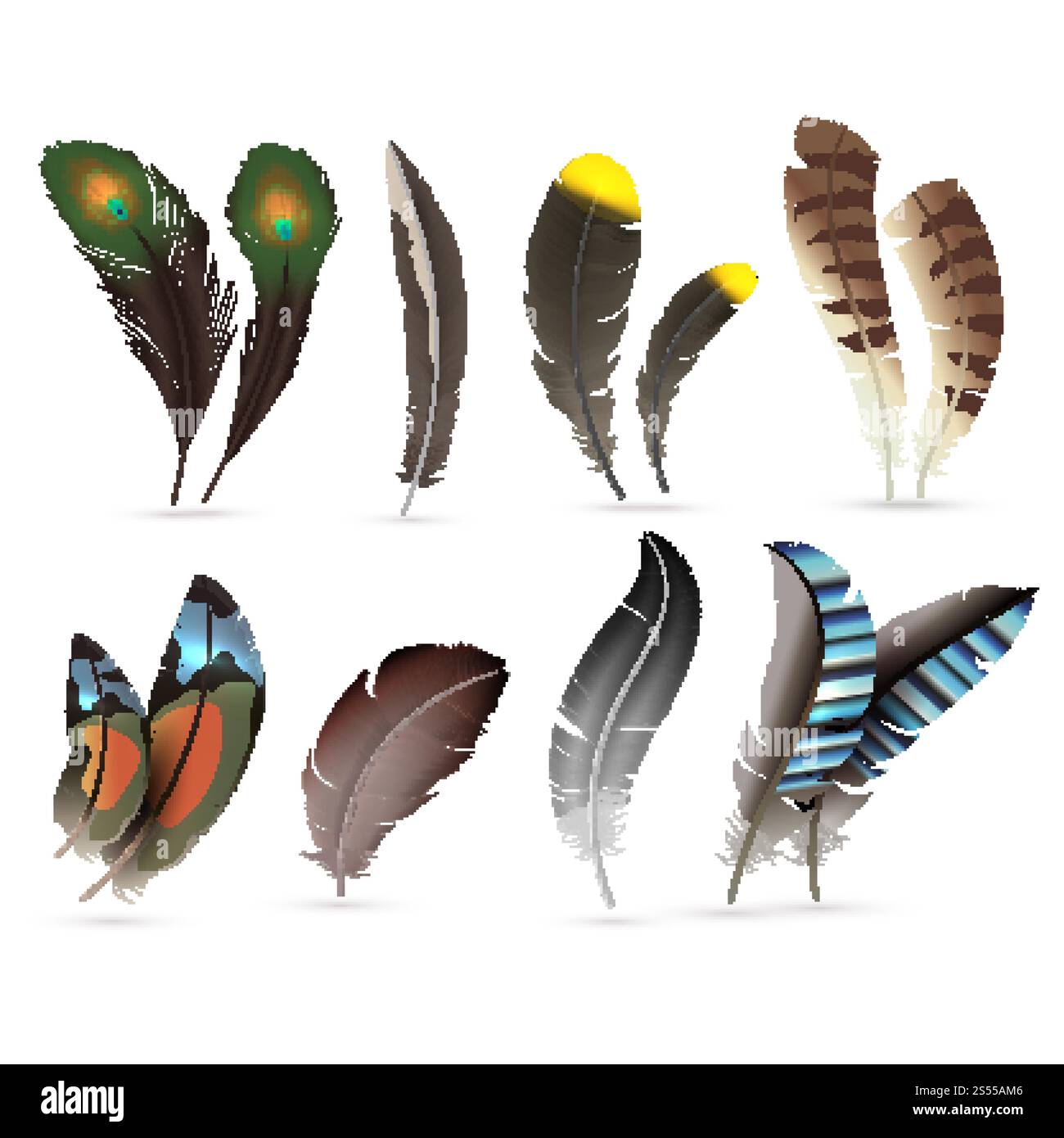 Realistic bird feathers. Detailed colorful feather of different birds ...