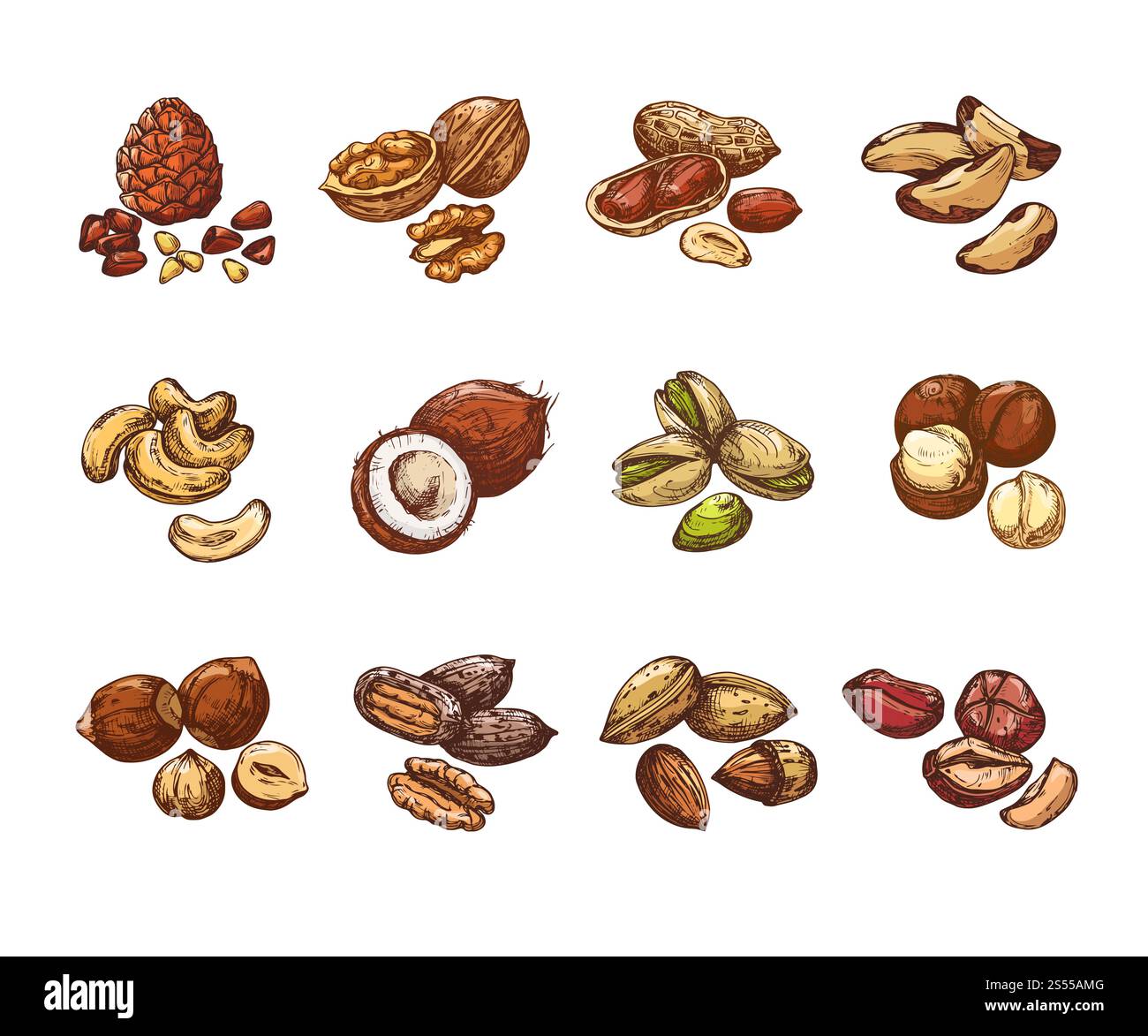 Cartoon nuts and seeds. Hazelnut and coconut, beans and peanut ...