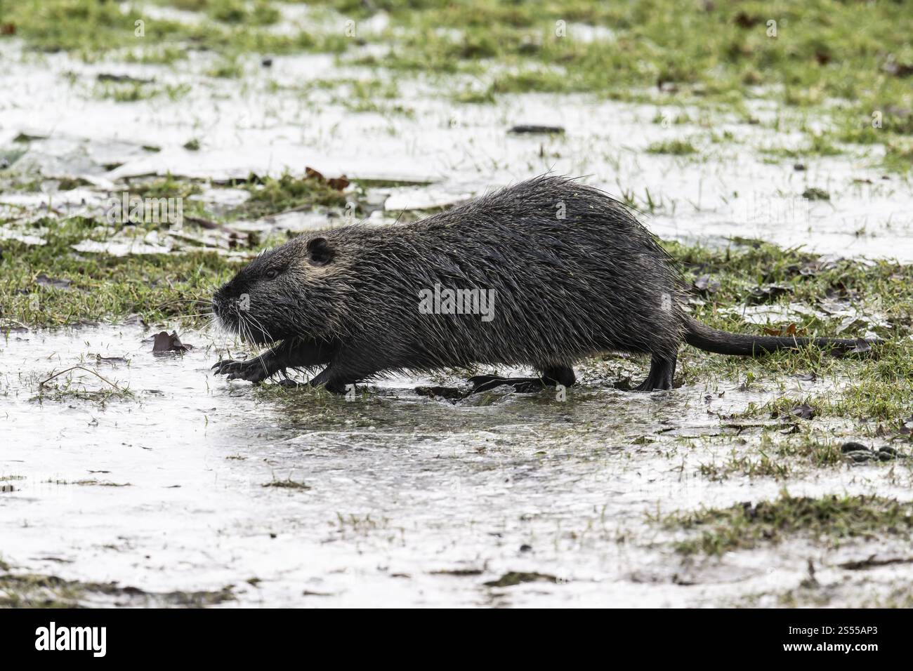 Nutria (Myocastor coypus), Emsland, Lower Saxony, Germany, Europe Stock ...