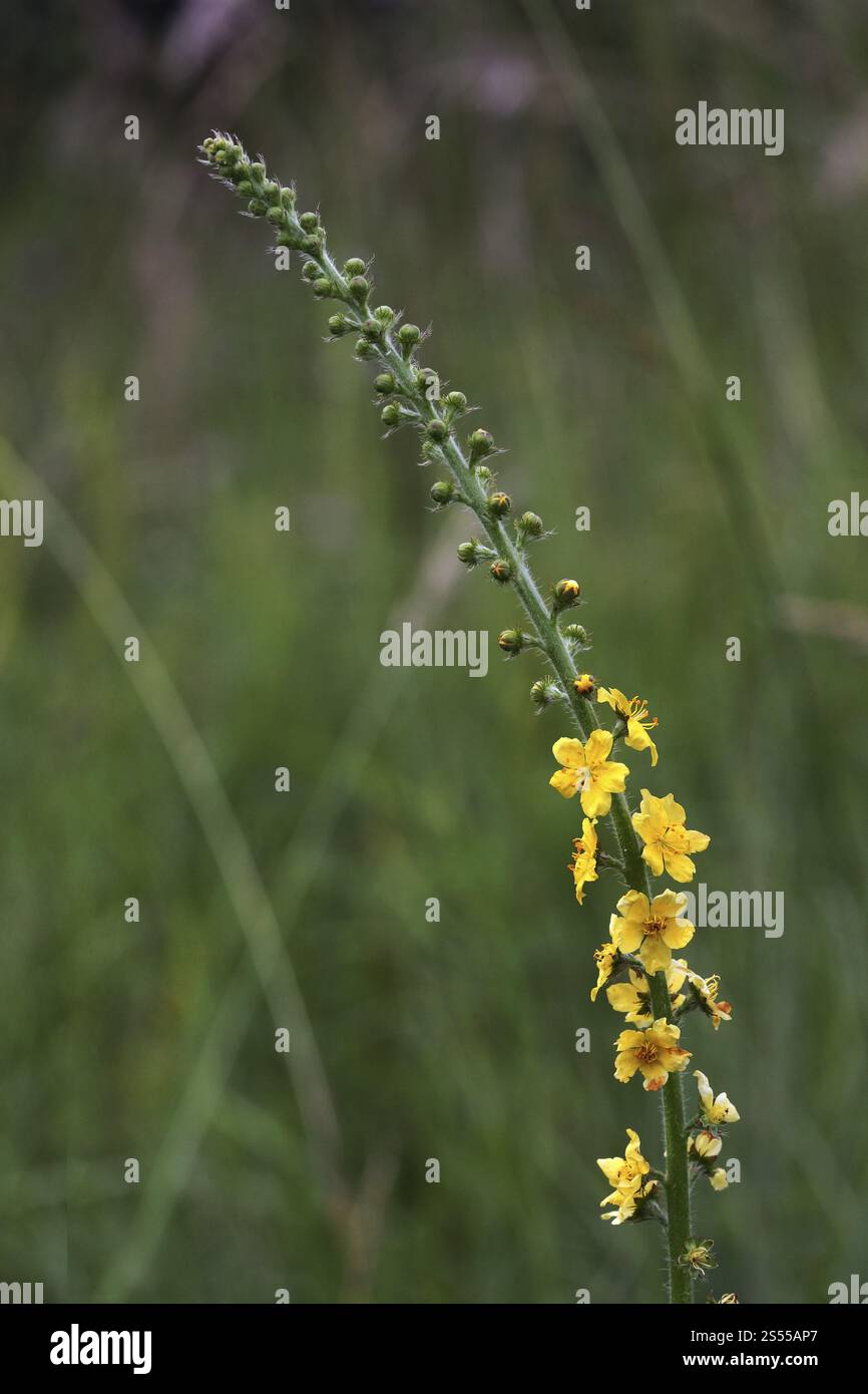 Agrimonia eupatoria, Lesser agrimony, Common agrimony Stock Photo - Alamy