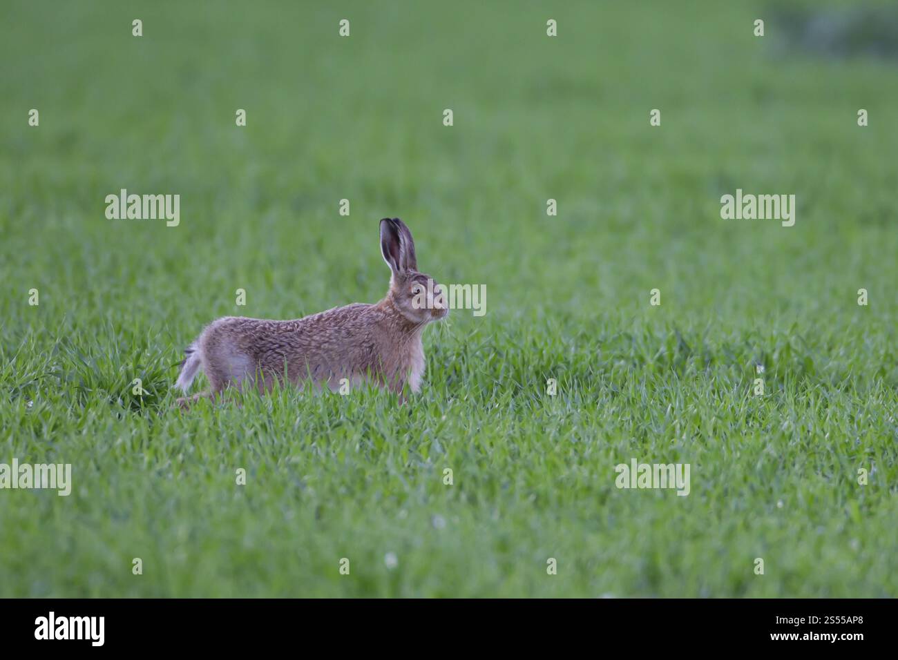 European brown hare (Lepus europaeus) juvenile baby leveret animal ...