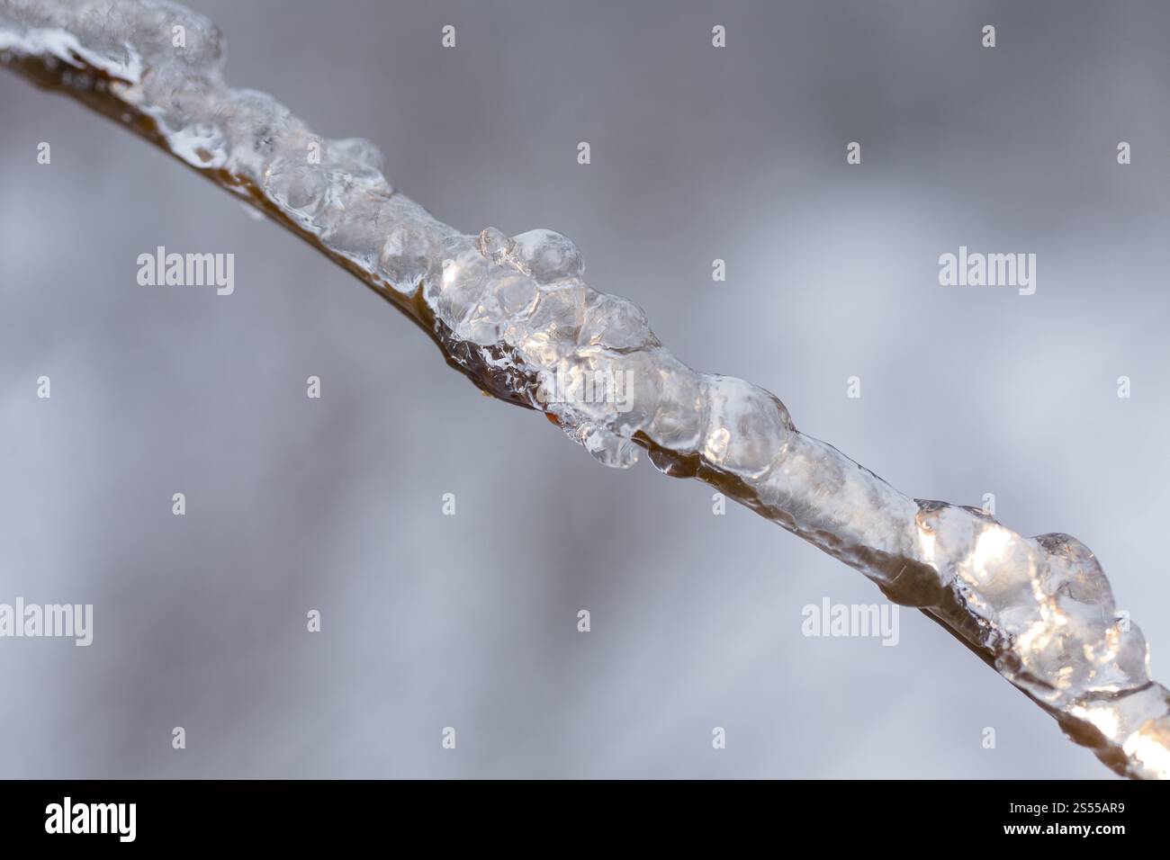 Branch that is thickly covered with ice due to freezing rain Stock ...