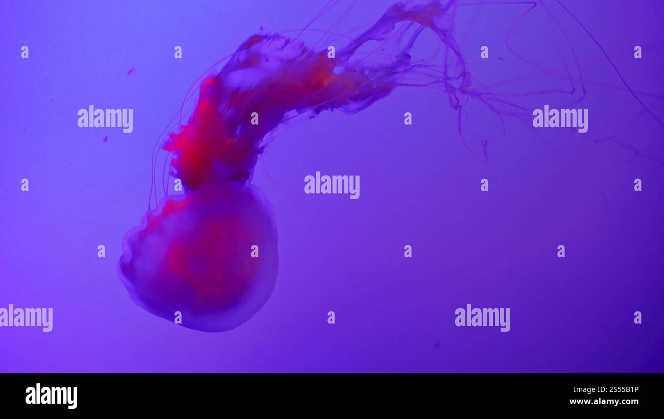 Beautiful Jellyfish (Chrysaora fuscescens) Floating Through the Ocean ...