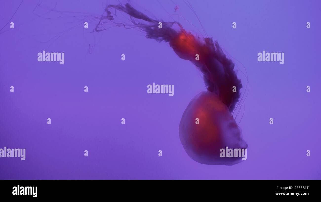 Beautiful jellyfish float through water hi-res stock photography and ...