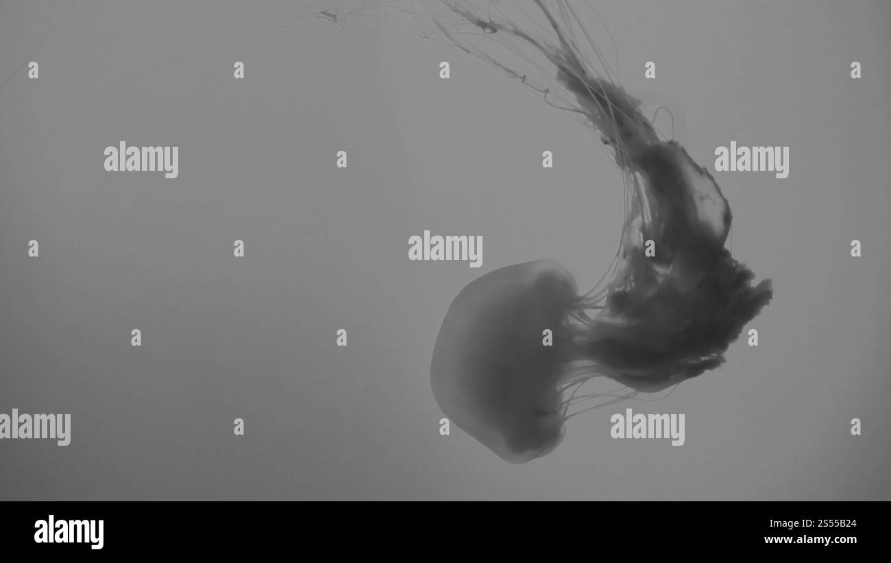 Beautiful Jellyfish (Chrysaora fuscescens) Floating Through the Ocean ...