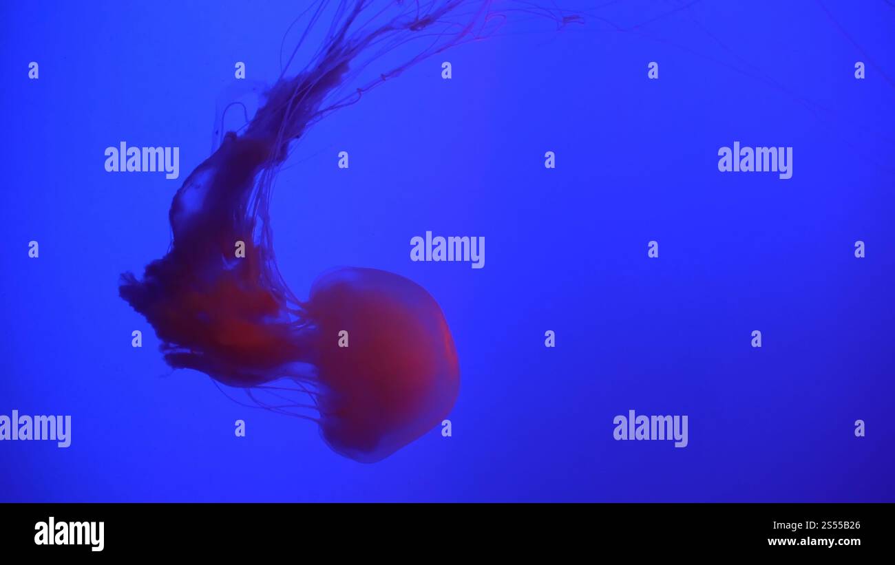 Beautiful Jellyfish (Chrysaora fuscescens) Floating Through the Ocean ...